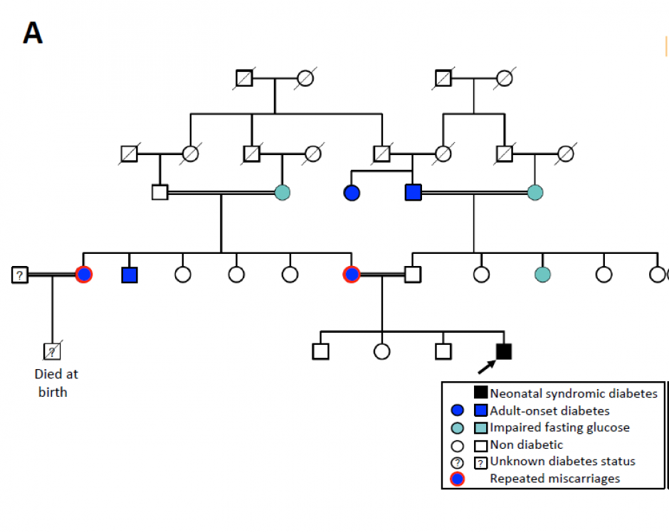 Identification d’un gène déterminant dans le développement du diabète ...