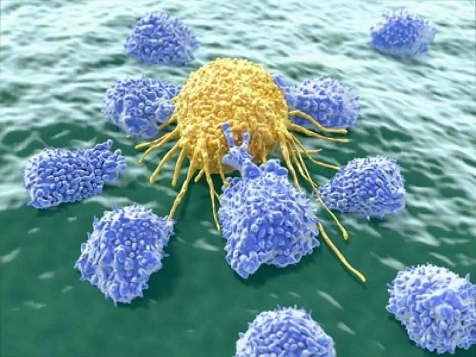 Cancers du sang : une avancée majeure à base de lymphocytes ...